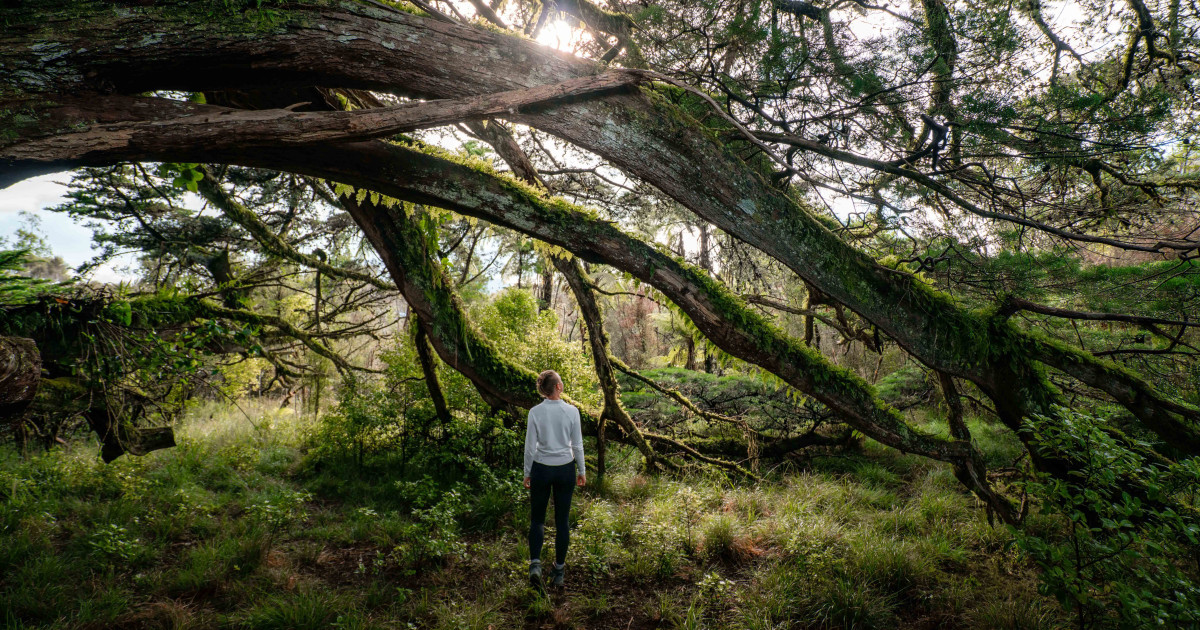 Waitai Lodge Fiordland Escape – Rates, Dates & Inclusions